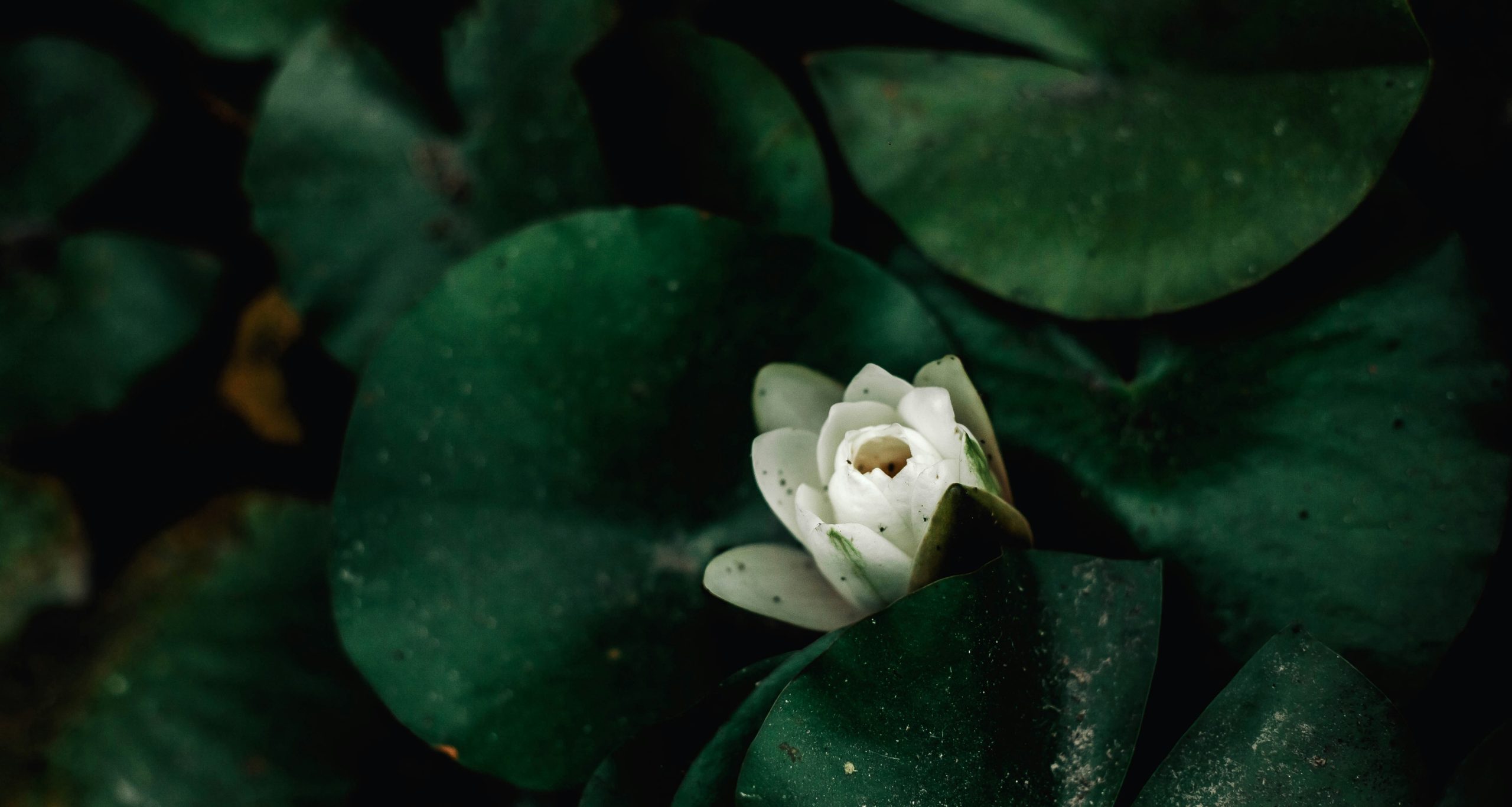 Shop - Lumière biocosmetics